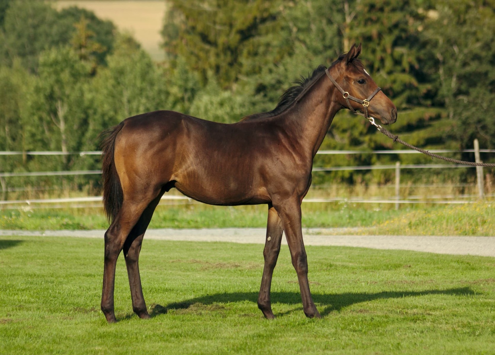 Hingst u. Xaar Queen e. Tertullus 2015 | Maria Robertz Racing